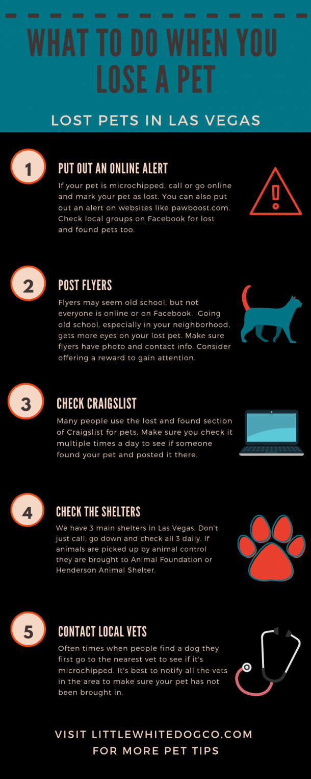 What do I do if I lost a pet in Las Vegas? - Little White Dog Co. | Las ...