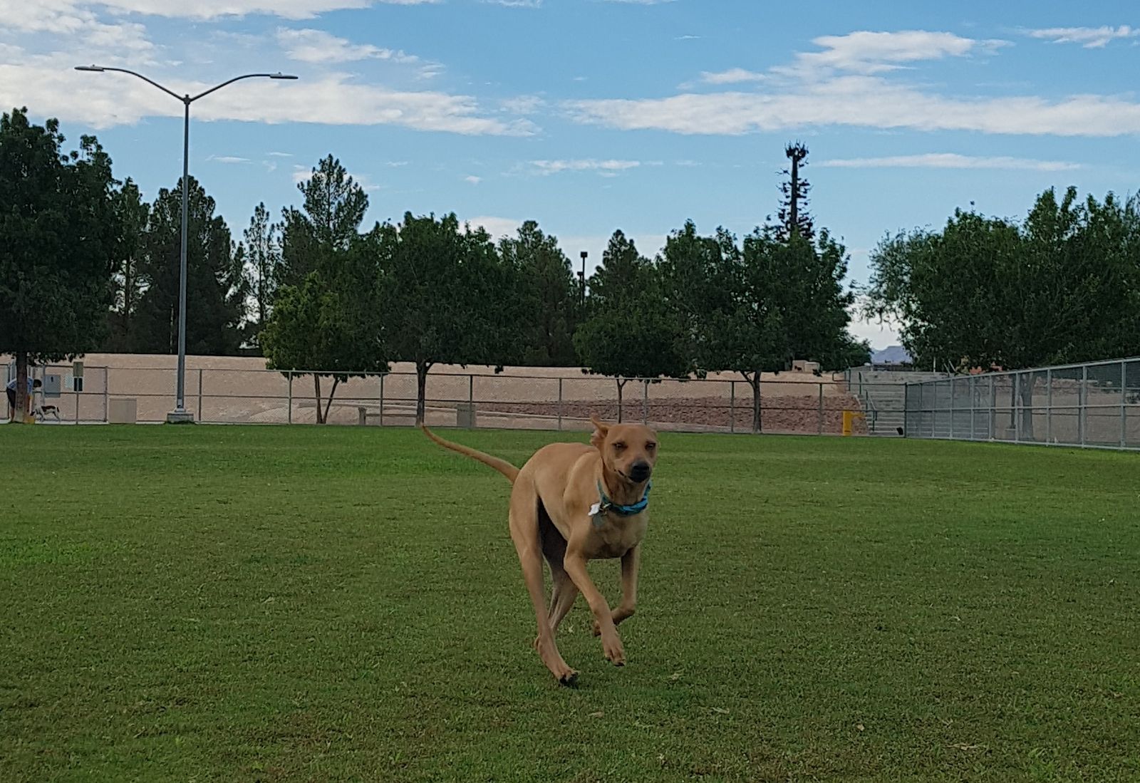 Dog Parks Las Vegas Top 5 Little White Dog Co Las Vegas Dog dog-parks-las-vegas-top-5-little-white-dog-co-las-vegas-dog