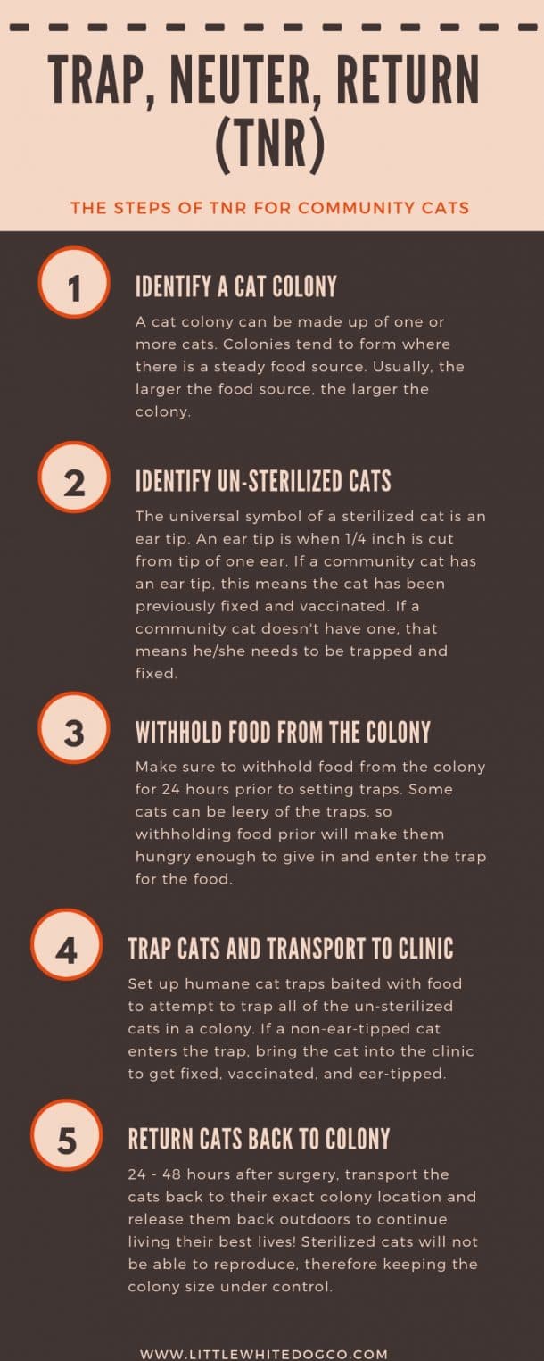 Trap, Neuter, Return (TNR) Services in Las Vegas - Little White Dog Co ...