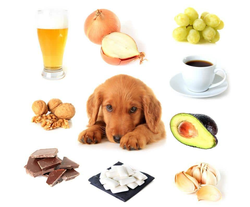 Common Household Toxins for Pets - Little White Dog Co. | Las Vegas Dog ...